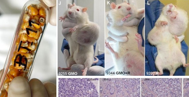 몬산토(Monsanto)의 지엠오(GMO)에 대하여 아시는지요? : 네이버 블로그