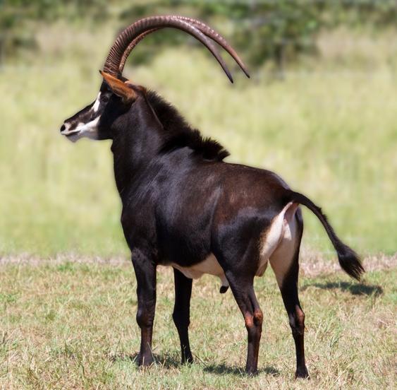 검은영양에 대하여 ;Sable antelope, 자이언트 검은영양, Giant sable antelope, Hippotragus ...