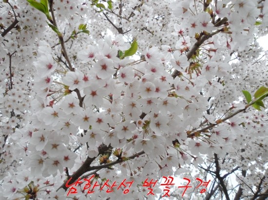 남한산성 드라이브 남한산성 벚꽃구경 남한산성 벚꽃길남한산성 가는길 남한산성 등산코스 네이버 블로그