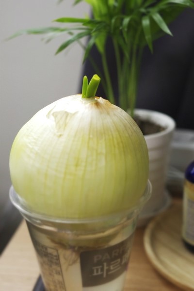 양파키우기 양파 수경재배 네이버 블로그