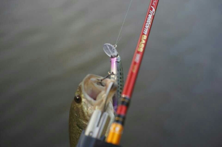 신평수로에서 귀요미배스 : 네이버 블로그