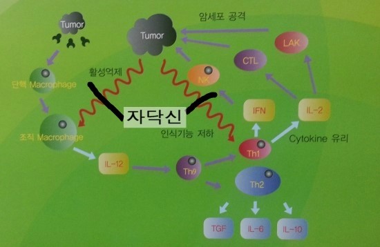 항암면역세포치료제: 자닥신(Zadaxin)과 이뮨셀에 대해 알아보자 [동네명의 박춘묵] : 네이버 블로그