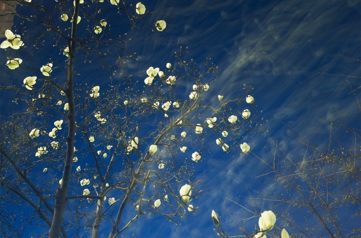 오바마 대통령이 안산 단원고등학교에 보내온 선물, 잭슨 목련나무(Jackson Magnolia tree) 이야기 : 네이버 블로그