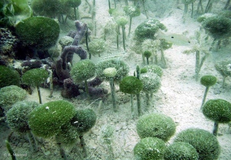 Penicillus capitatus, P. dumetosus, P. pyriformis - Shaving brush alga ...