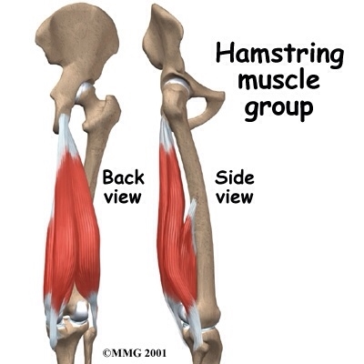 슬괵근 hamstring muscle group : 네이버 블로그