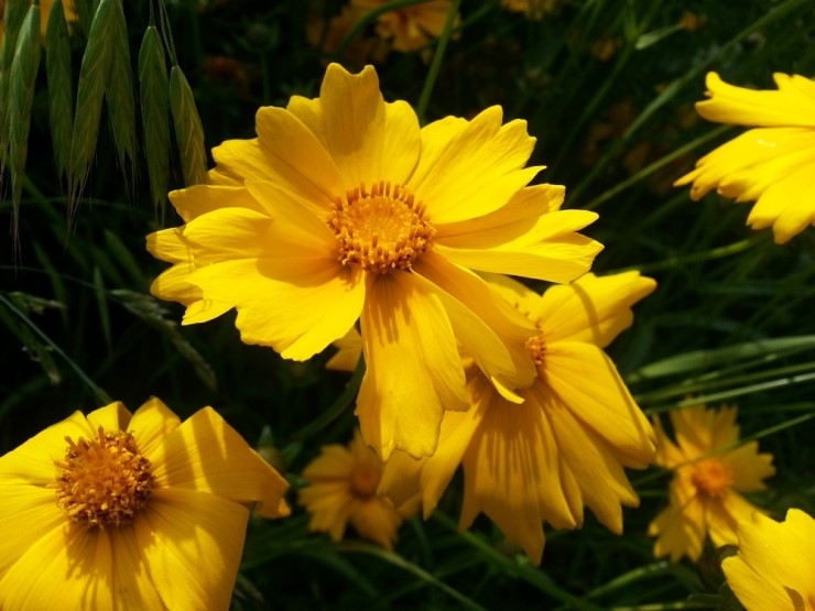 금계국 [Golden-Wave, 金鷄菊] 학명 Coreopsis drummondii L - 쌍떡잎식물 초롱꽃목 국화과의 ...