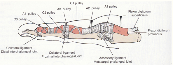 A1 Pulley vs CTR : 네이버 블로그