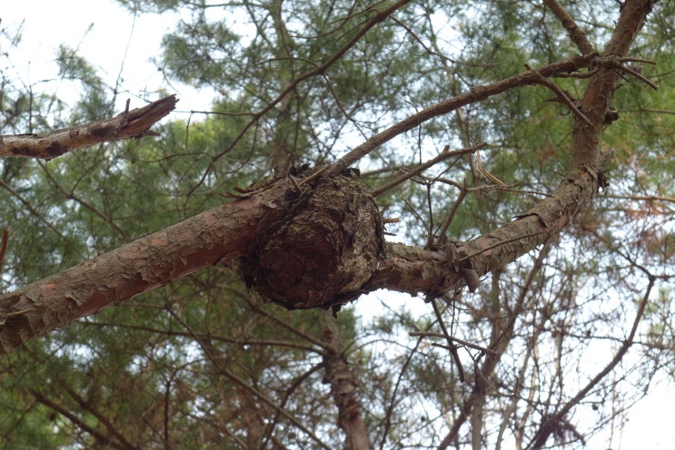 소나무 혹,소나무혹병.eastern gall rust 癌腫病, ガんしゅびょう : 네이버 블로그
