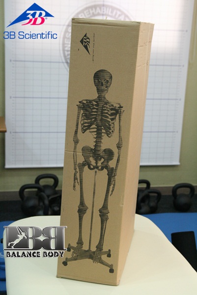 전신골격 Super Human Skeleton Model "Sam" A13/1 : 네이버 블로그