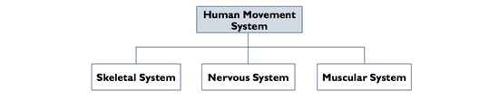 NASM-CES introduction to human movement Science 교정운동 전문 공부중.. : 네이버 블로그