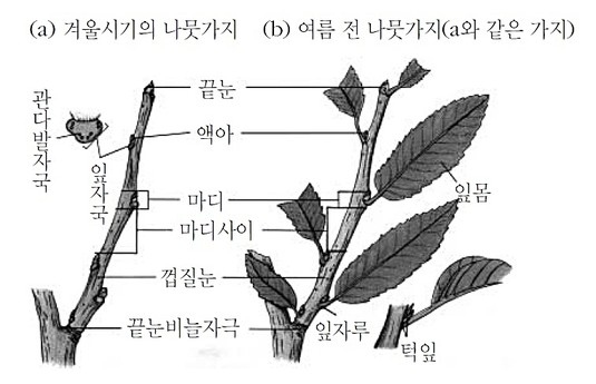 식물 정보 ~ 나뭇잎구조 나무가지 잎 잎자루엽병 턱잎 잎몸엽신 액아 등 구조 잎 모양 엽선 V13
