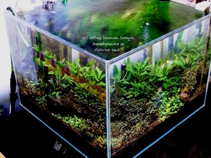 Exotic Bucephalandra species tank -- 부세파란드라 컬렉션! : 네이버 블로그