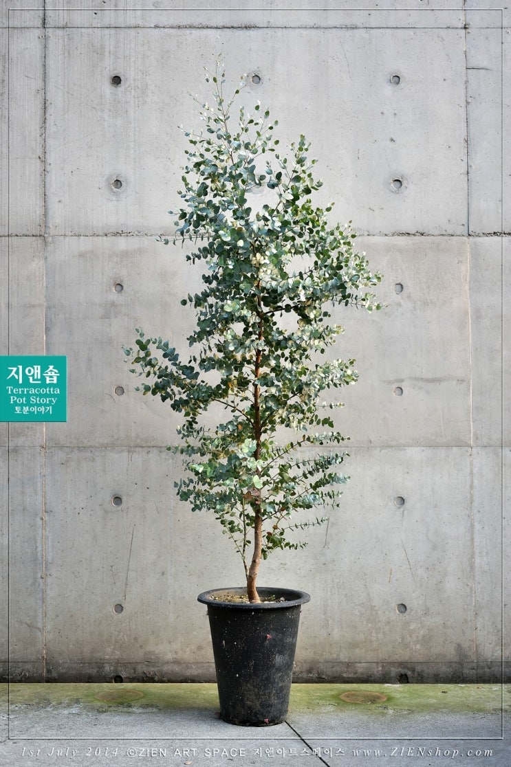 [토분이야기] 지앤숍 입고식물 - 높이 245cm 유칼립투스 베이비블루 Baby Blue Eucalyptus : 네이버 블로그