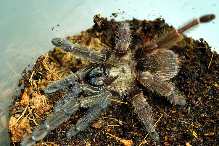 [Tarantula] Psalmopoeus Reduncus (female) / 코스타리카 오렌지 마우스 입양 : 네이버 블로그