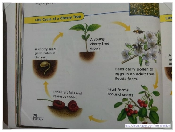 life cycle of a cherry tree/체리 나무의 생애주기/영어 독후활동/바르나바의 영어일기/영어책 읽기/엄마표 ...