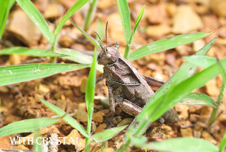 뚱보주름메뚜기 - Haplotropis brunneriana : 네이버 블로그