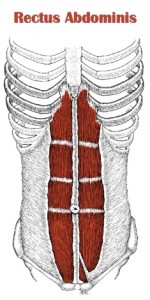 배곧은근(복직근, Rectus abdominis) : 네이버 블로그