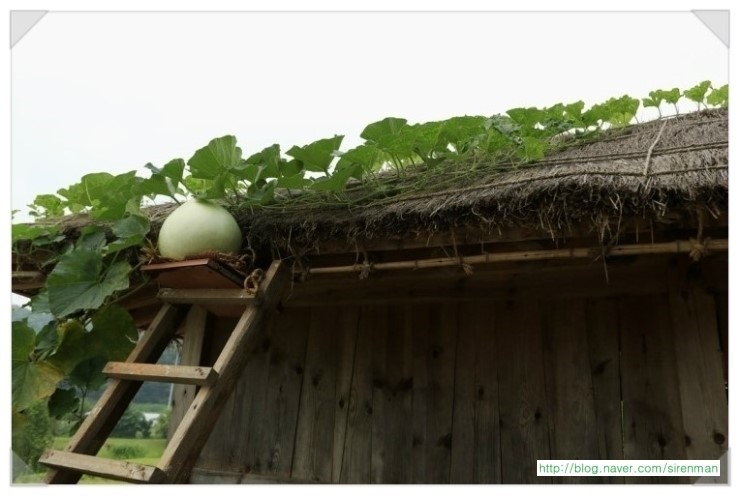흥부네 대박(초가지붕 위 박과 박넝쿨) : 네이버 블로그