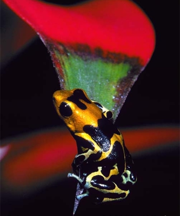 붉은머리독개구리[Red-headed poison frog, Rainbow poison dart frog]-학명 ...