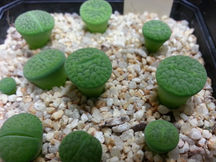 리돕스 후커리 안나로사 [Lithops hookeri Annarosa] : 네이버 블로그