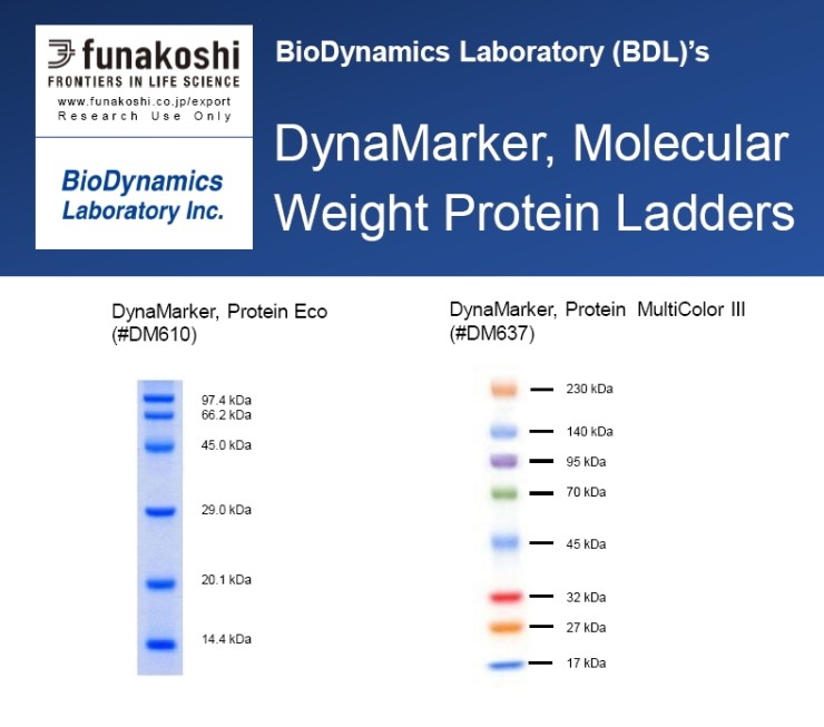 DynaMarker Protein Eco [#DM610], Protein MultiColor III [#DM637] - 코아 ...
