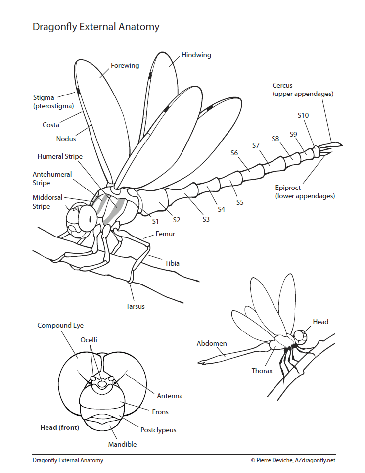 잠자리 눈의 구조 : 네이버 블로그