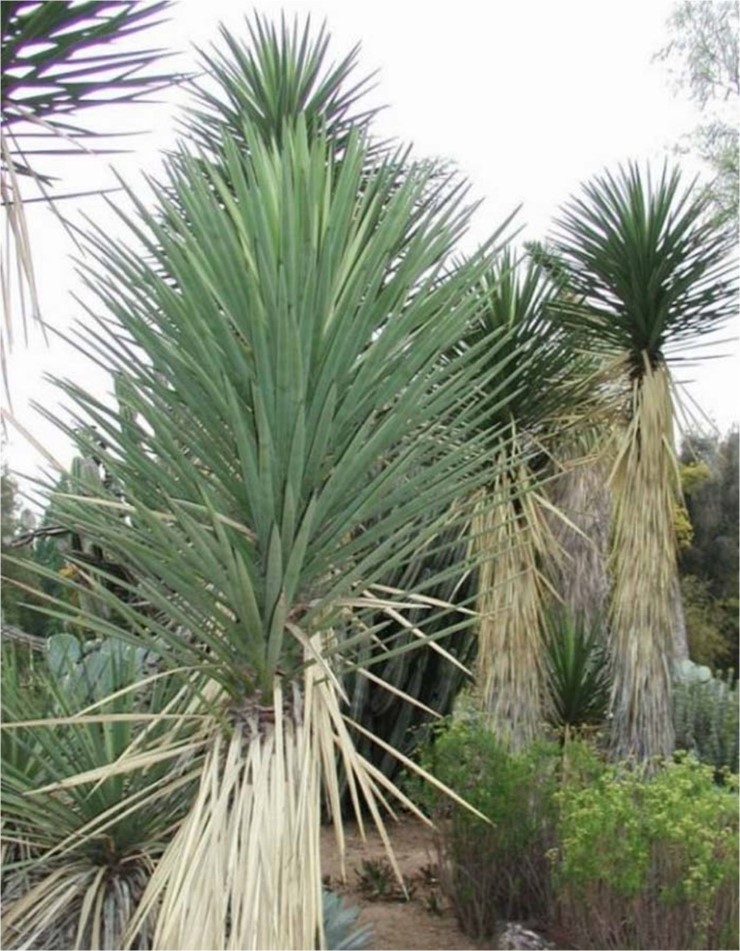 유카 데시피엔스(Yucca decipiens) : 네이버 블로그