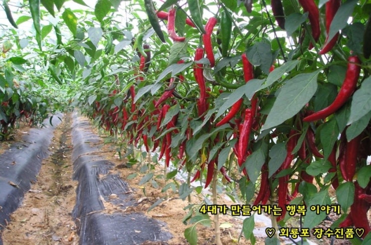 홍고추가격 - 2014년 건고추가격 정보입니다. : 네이버 블로그