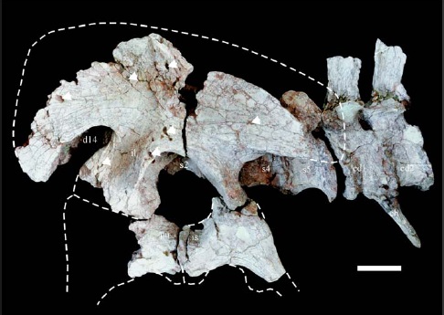 신종 공룡- 다탕롱 : 네이버 블로그