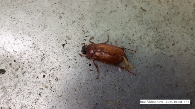 2014년 5월 16일 - 황갈색줄풍뎅이(Sophrops striata) : 네이버 블로그