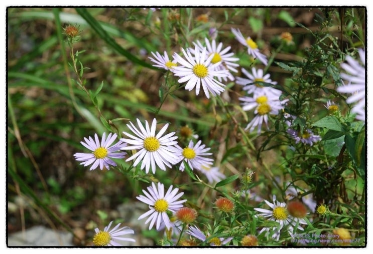 [가을의 시] 가을사랑 -도종환 : 네이버 블로그