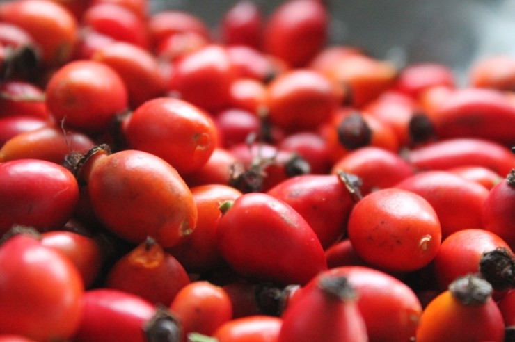 로즈힙(Rosehips) : 네이버 블로그