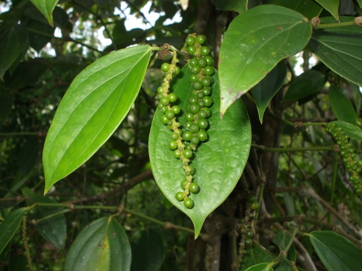 [곰약사닷컴]호초(胡椒)Piperis Nigri Fructus/호초의 효능/호초의 부작용/후추의 효능/후추의 부작용 : 네이버 블로그