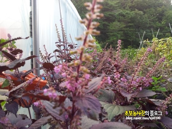 자소엽치조기 자소엽차조기효능 자소엽차조기먹는법 네이버 블로그