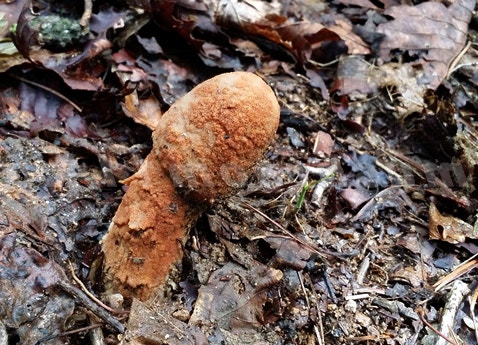 귀두속버섯 Hypomyces sp. (タケリタケ 타케리타케) : 네이버 블로그