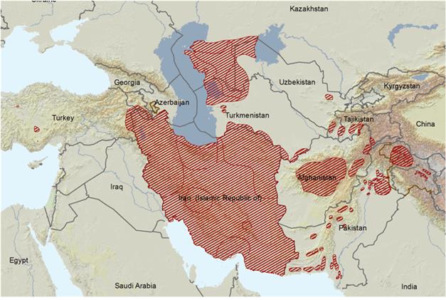 무플론산양(Mouflon) : 네이버 블로그