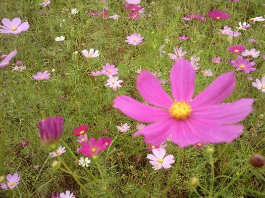 일본어 교육, NJLPT, JPT, FLEX, SJPT, EJU, 일본어 에세이, 일본어 면접, 일본어 어학특기자 대입 수시 입시 (대입특례), 일본유학시험, 일본어 회화 ...