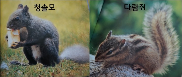 [초등숙제] 동물조사 - 다람쥐와 청설모 : 네이버 블로그