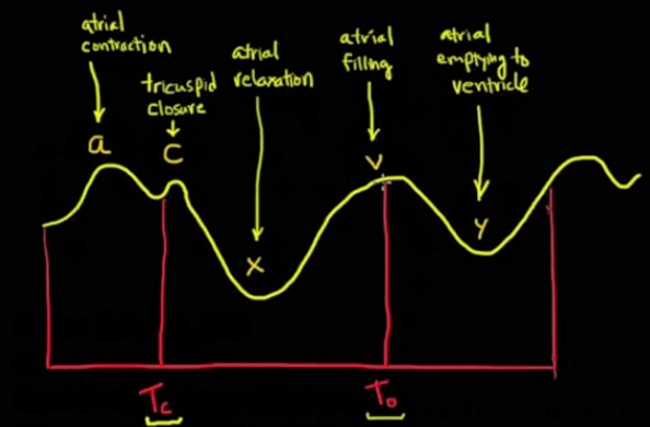 Jugular Venous Pressure curve - video : 네이버 블로그