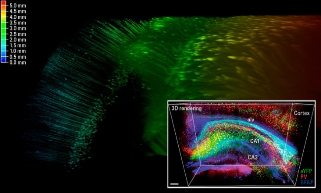 Leica Science Lab- Deep Tissue Imaging : 네이버 블로그
