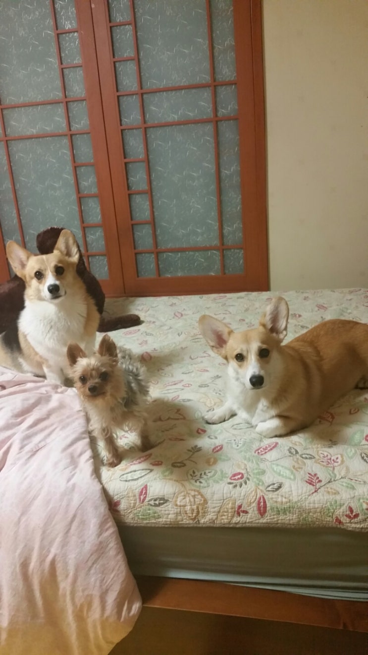 삼남매~(트라이 도로시는 여자) : 네이버 블로그