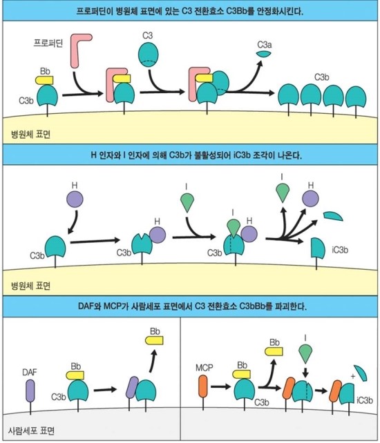 [면역학]2-4.Regulatory proteins determine the extent and site of C3b ...