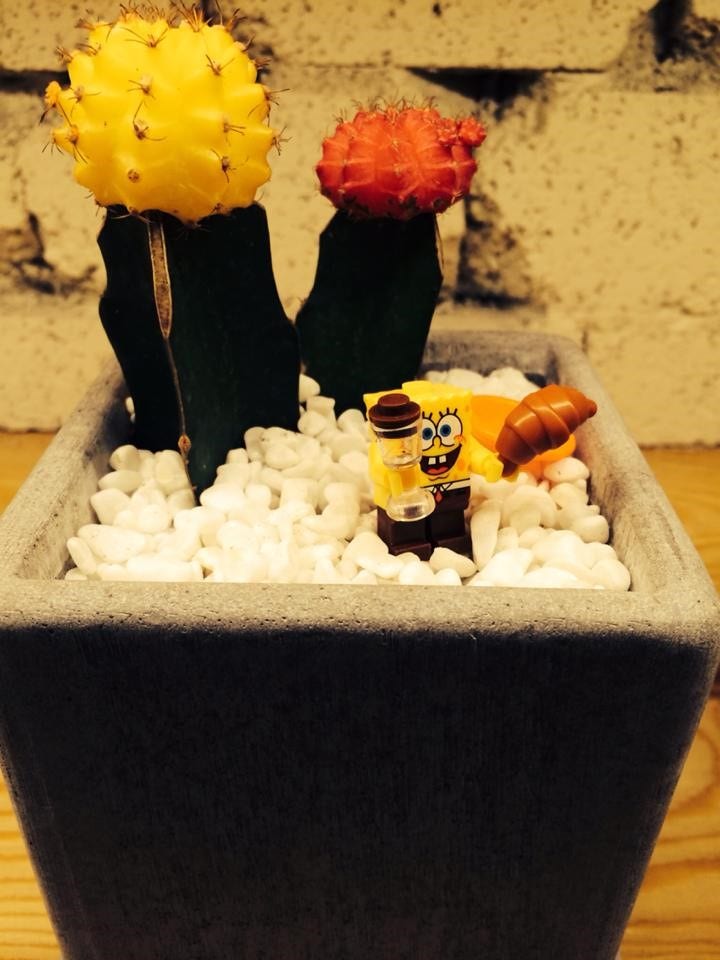 ADICTO '선인장 지킴이들' : 네이버 블로그