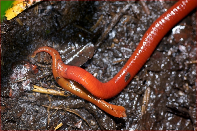 왕지렁이 한입 꿀꺽~!!거대붉은 거머리(Giant Red Leech)-희귀동영상 : 네이버 블로그