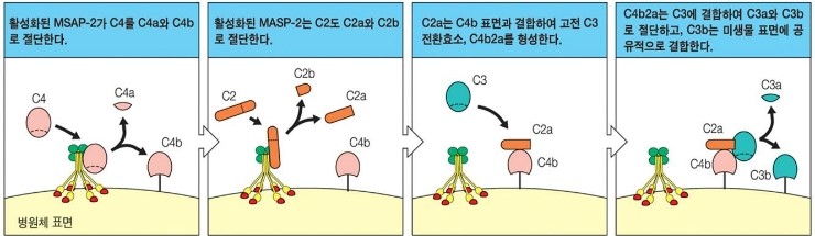 [면역학]2-18.The lectin pathway of complement activation is initiated by ...