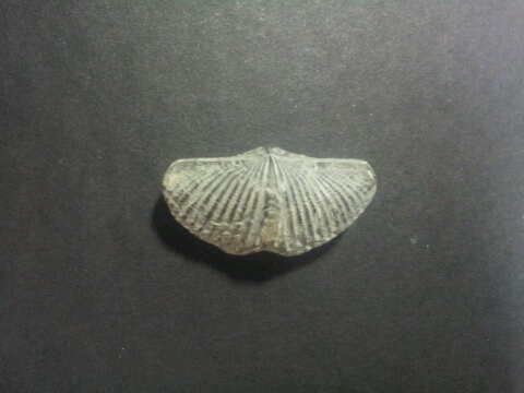 완족류 화석 - 무크로스피리페르(Mucrospirifer) : 네이버 블로그