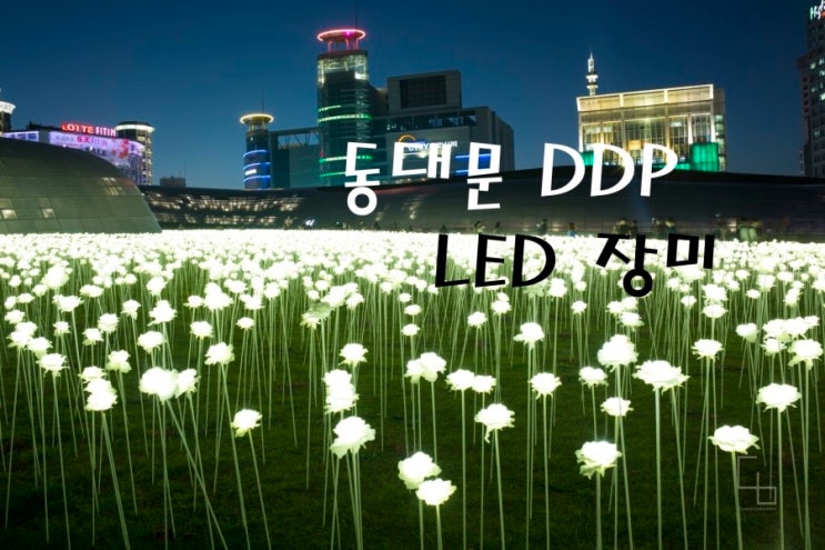 [동대문] 동대문 디자인 플라자 DDP :: LED 장미정원_전시기간 : 네이버 블로그