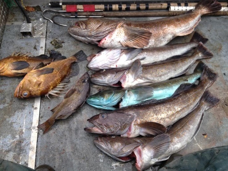 파란 육질의 물고기 블루 링코드[Blue colored meat fish Blue lingcod] : 네이버 블로그