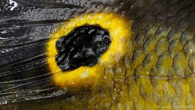 Fish that misdirect their enemies : 네이버 블로그