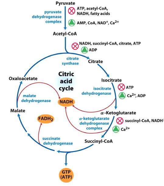 생화학 공부) CAC regulation, Gluconeogenesis와 Glycolysis의 비교, 또 그 둘의 ...